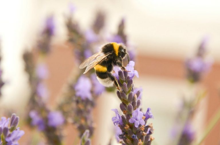 How To Revive Tired Bees With Sugar Water: 2025 Guidance - Moral Fibres