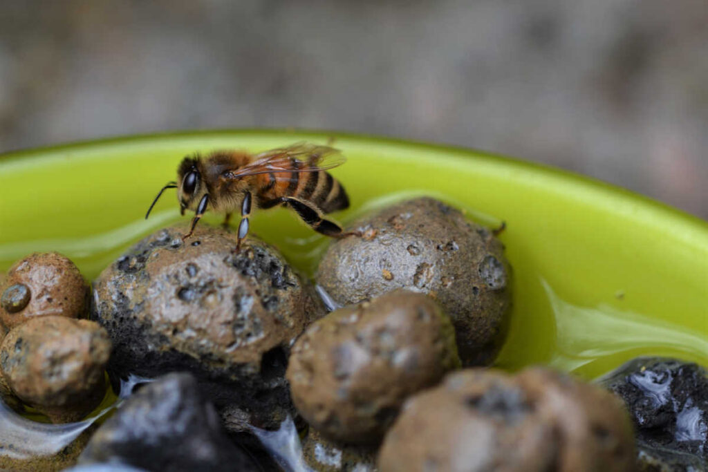 How To Revive Tired Bees With Sugar Water: 2025 Guidance - Moral Fibres