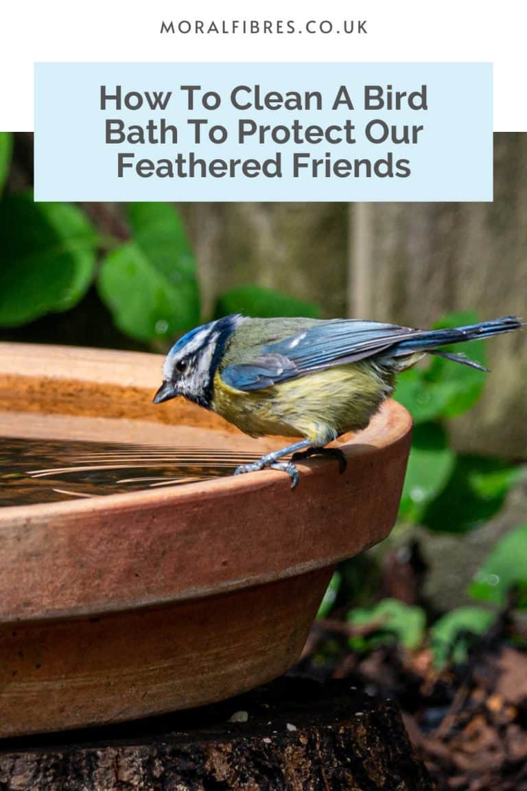 How To Clean A Bird Bath To Protect Our Feathered Friends - Moral Fibres