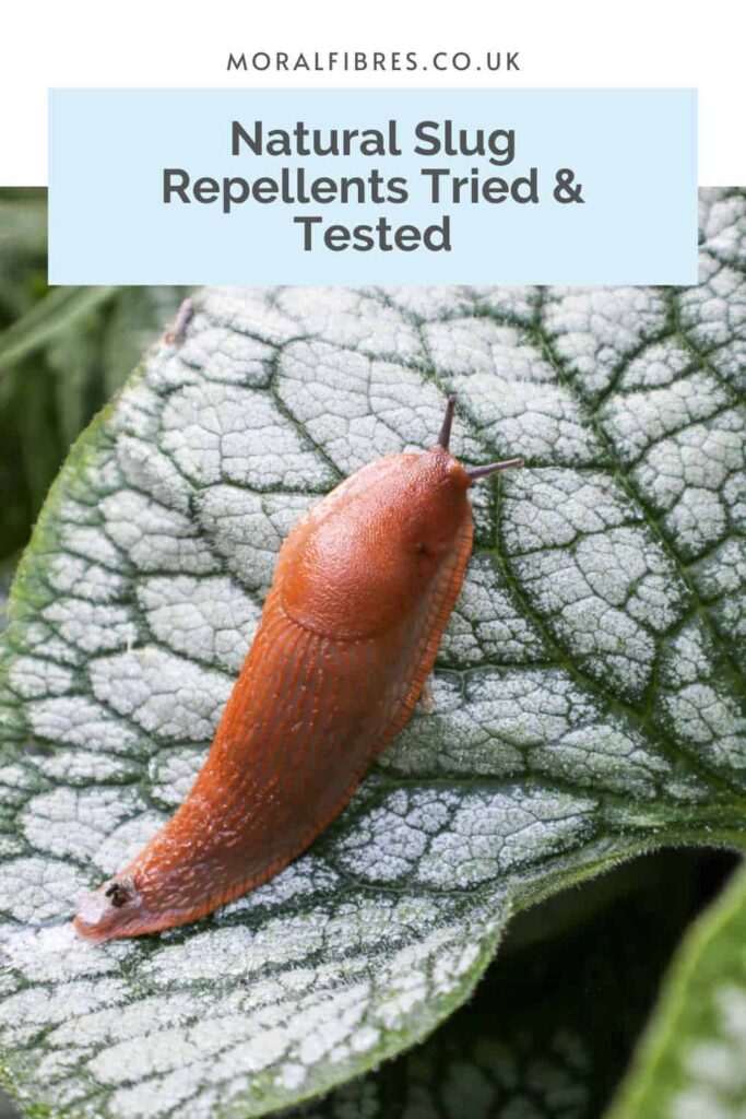 10 Natural Slug Repellent Methods Tried, Tested & Rated - Moral Fibres