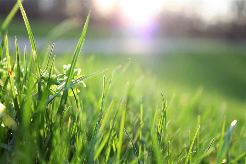 25 Amazing Nature Facts To Know - Moral Fibres