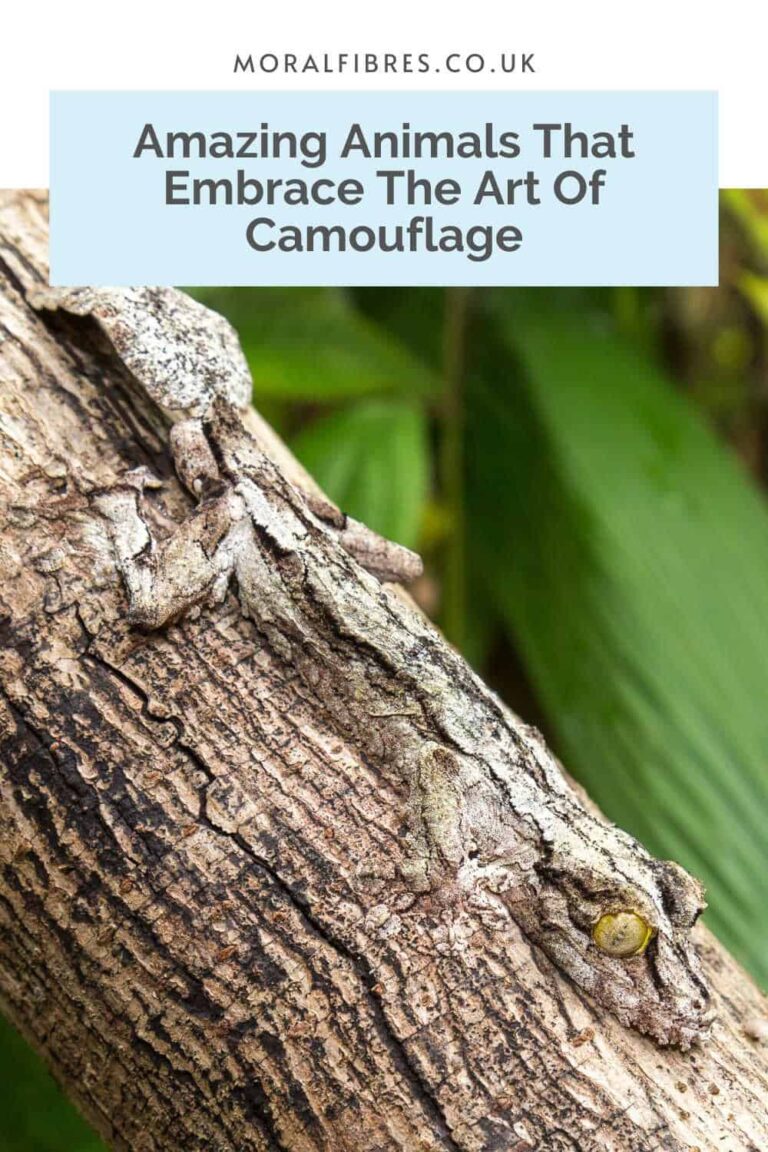 10 Amazing Animals That Use The Art Of Camouflage - Moral Fibres